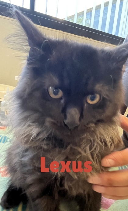 Cats – Humane Society of Genesee County