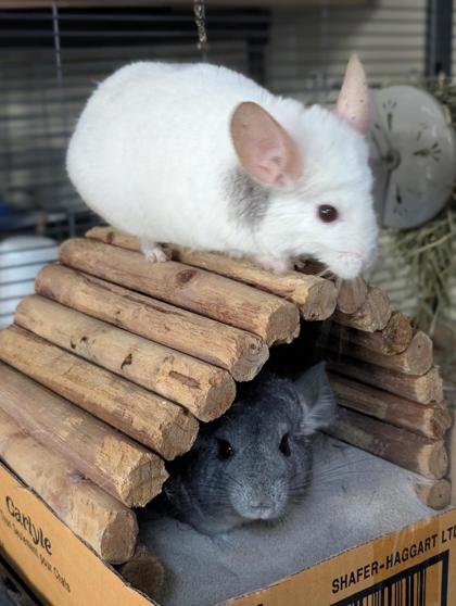 Stitch pour adoption - SPCA de Montréal