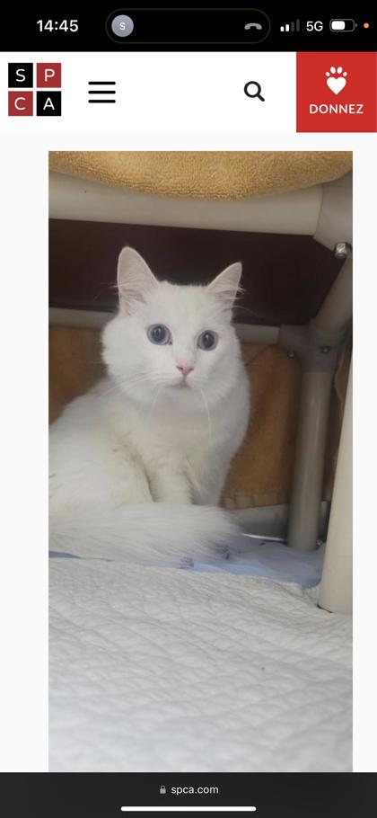 Chats perdus | SPCA de Montréal