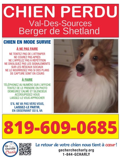 Chiens perdus | SPCA de Montréal