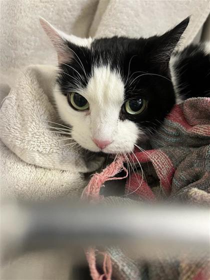 Fofolle for adoption - SPCA de Montréal