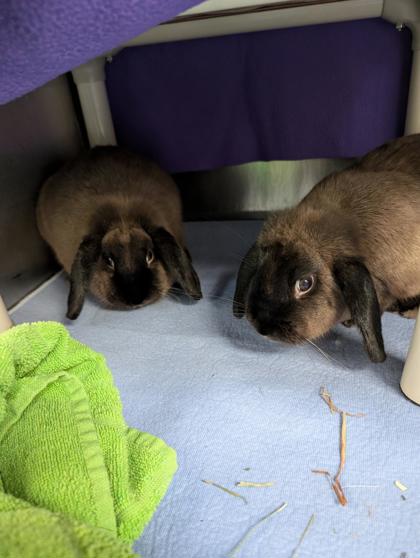 Rabbits for Adoption | Adoption | Montreal SPCA
