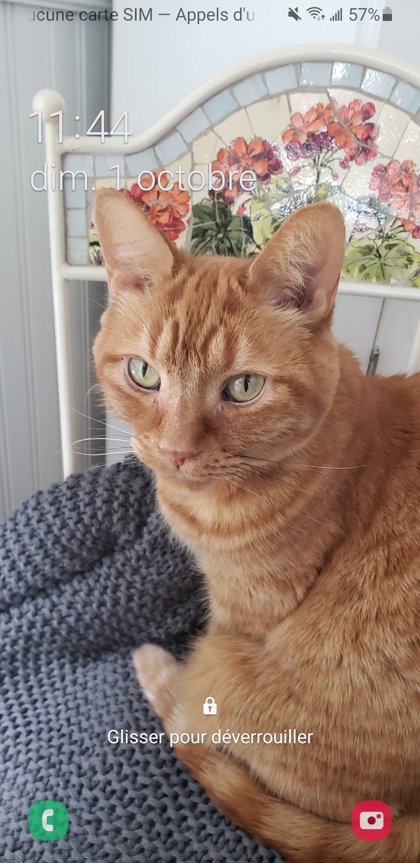 Animal details: Rusty - SPCA de Montréal