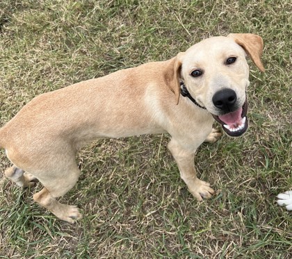 Adopt a Dog - Lake Oconee Humane Society