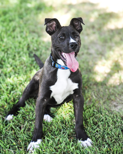 Adopt a Dog - Lake Oconee Humane Society