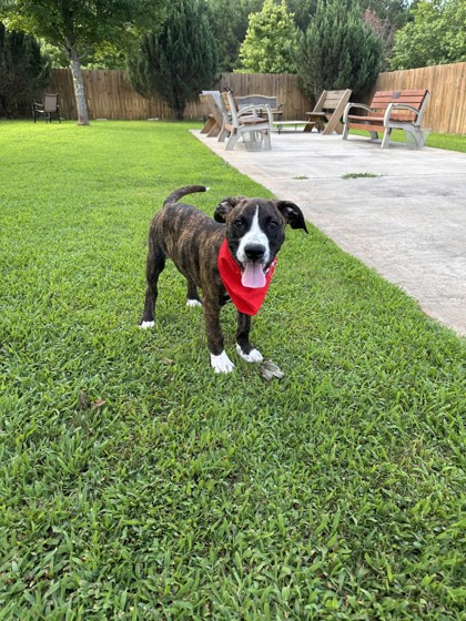 Adopt a Dog - Lake Oconee Humane Society