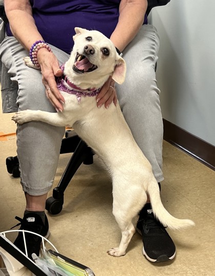 Adopt a Dog - Lake Oconee Humane Society