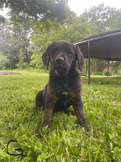 Dogs | Humane Society of Kitchener Waterloo & Stratford Perth