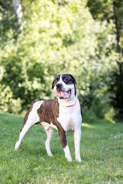 Dogs | Humane Society of Kitchener Waterloo & Stratford Perth