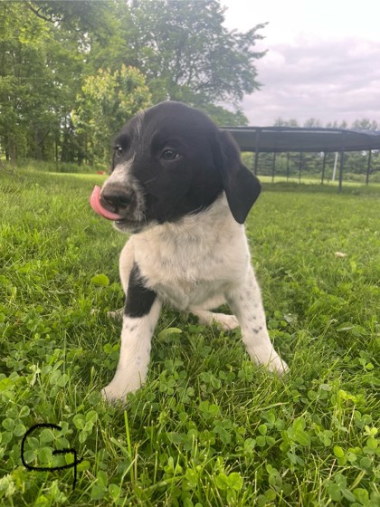 Dogs | Humane Society of Kitchener Waterloo & Stratford Perth