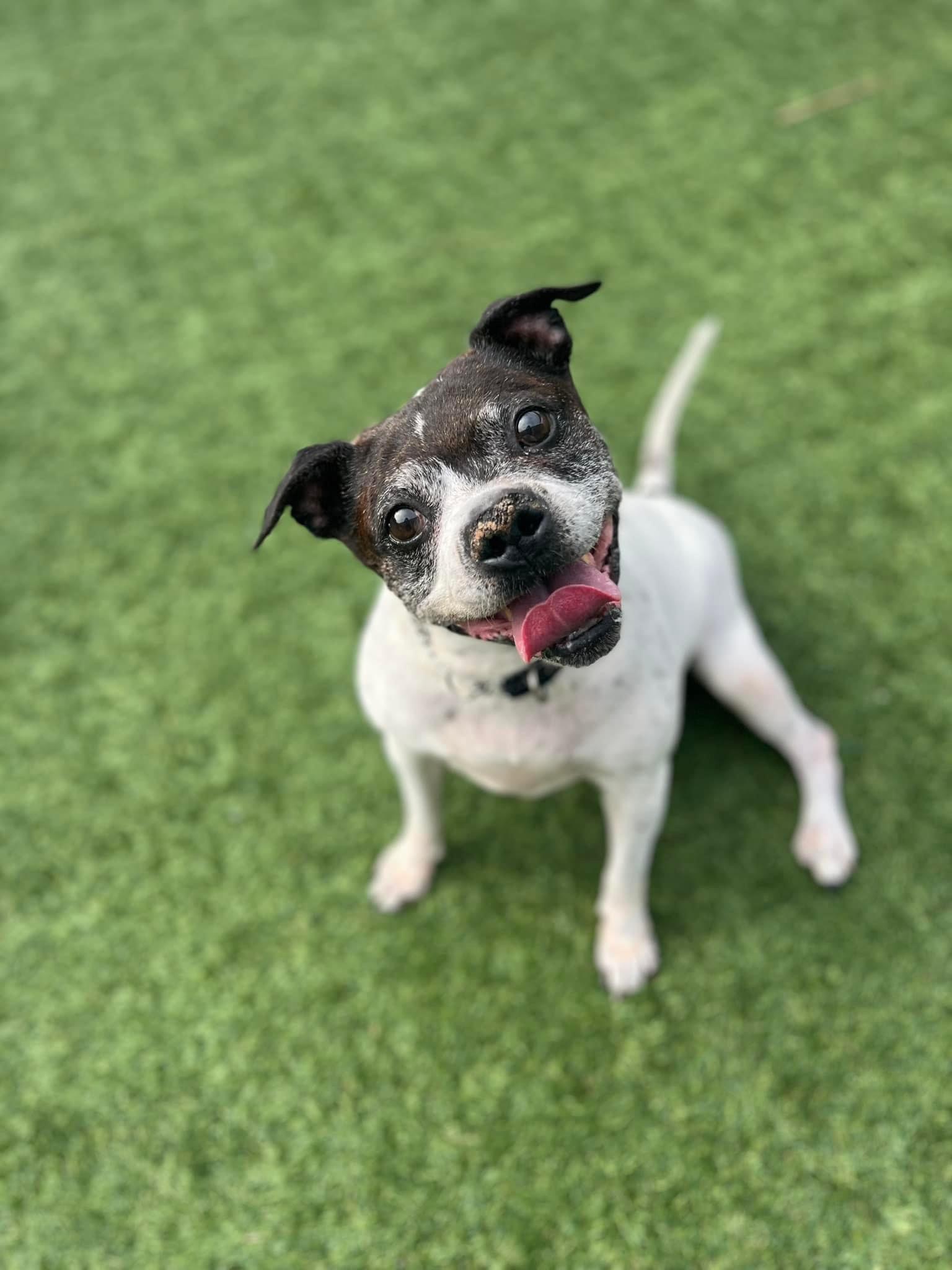 Dogs | Humane Society of Kitchener Waterloo & Stratford Perth