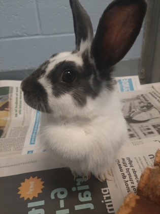 Small Animals - The Humane Society