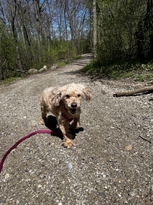 Dogs | Humane Society of Kitchener Waterloo & Stratford Perth