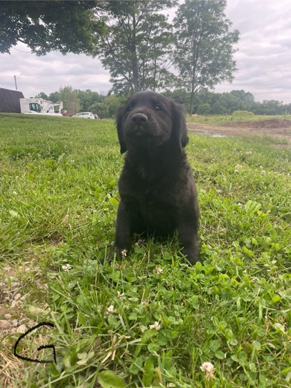 Dogs | Humane Society of Kitchener Waterloo & Stratford Perth