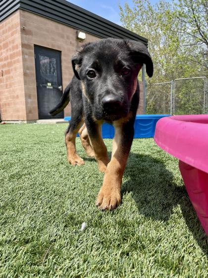 Dogs | Humane Society of Kitchener Waterloo & Stratford Perth