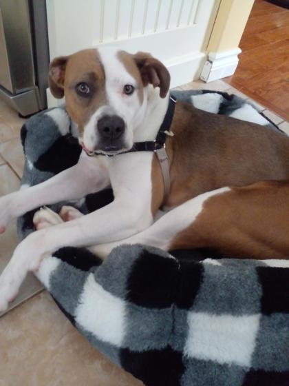 Dogs | Humane Society of Kitchener Waterloo & Stratford Perth