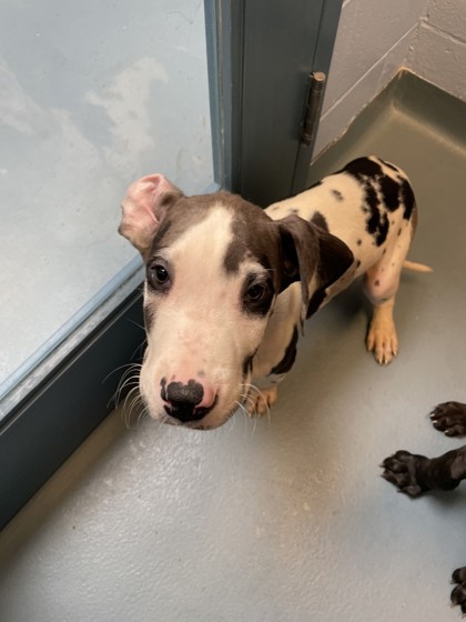 Puppies/Dogs - The Humane Society