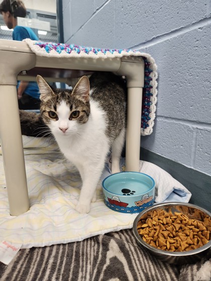 Cats | Humane Society of Kitchener Waterloo & Stratford Perth