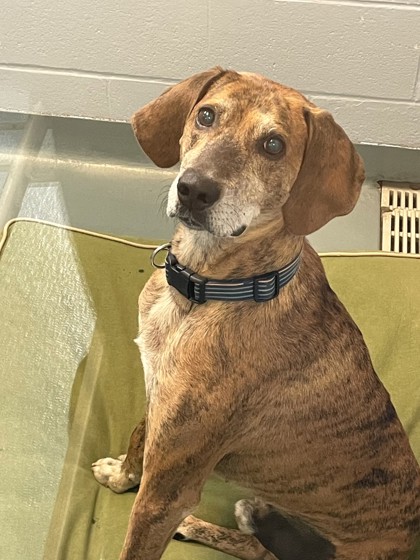 Puppies/Dogs - The Humane Society