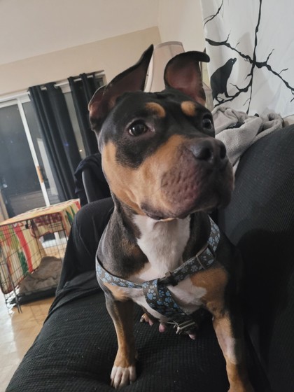 Puppies/Dogs - The Humane Society