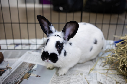 Small Animals | Humane Society of Kitchener Waterloo & Stratford Perth