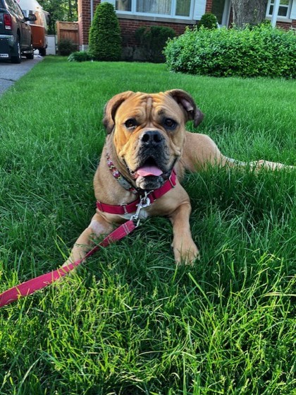 Dogs | Humane Society of Kitchener Waterloo & Stratford Perth