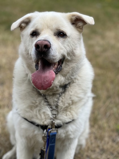 Puppies/Dogs - The Humane Society