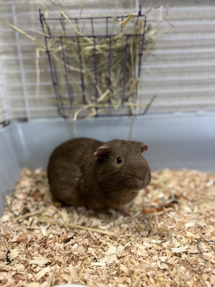 Small Animals | Humane Society of Kitchener Waterloo & Stratford Perth