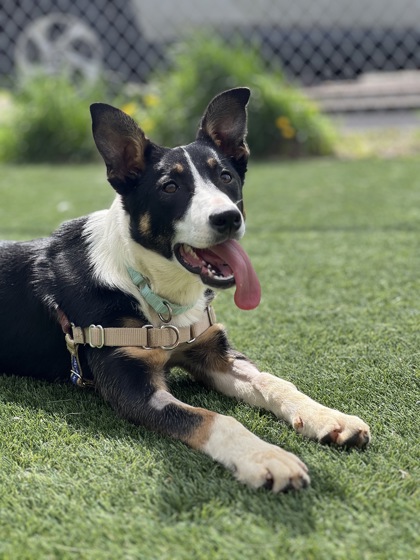 Dogs | Humane Society of Kitchener Waterloo & Stratford Perth