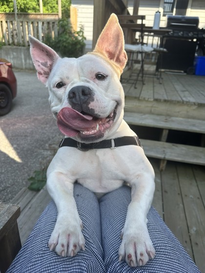 Dogs | Humane Society of Kitchener Waterloo & Stratford Perth