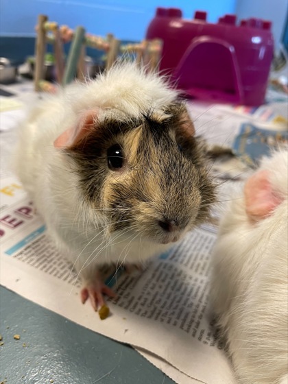 Small Animals - The Humane Society