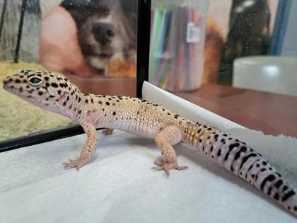 Reptiles | Humane Society of Kitchener Waterloo & Stratford Perth