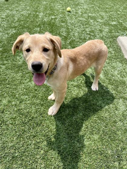 Dogs | Humane Society of Kitchener Waterloo & Stratford Perth