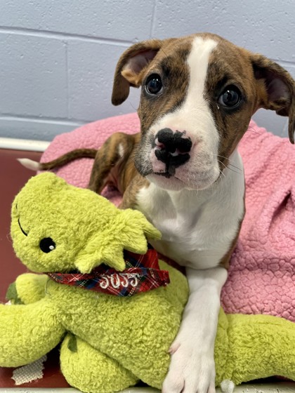 Dogs | Humane Society of Kitchener Waterloo & Stratford Perth