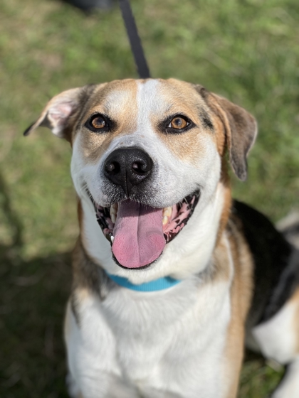 Puppies/Dogs - The Humane Society