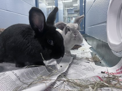 Small Animals | Humane Society of Kitchener Waterloo & Stratford Perth