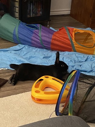 Small Animals | Humane Society of Kitchener Waterloo & Stratford Perth