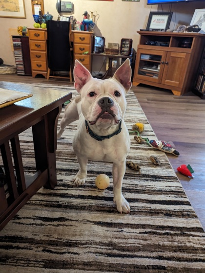 Dogs | Humane Society of Kitchener Waterloo & Stratford Perth