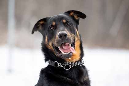 Dogs | Humane Society of Kitchener Waterloo & Stratford Perth