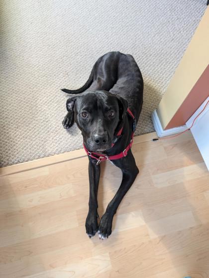 Dogs | Humane Society of Kitchener Waterloo & Stratford Perth