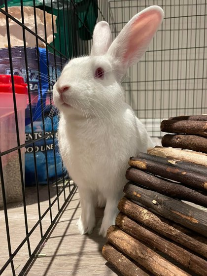 Small Animals - The Humane Society