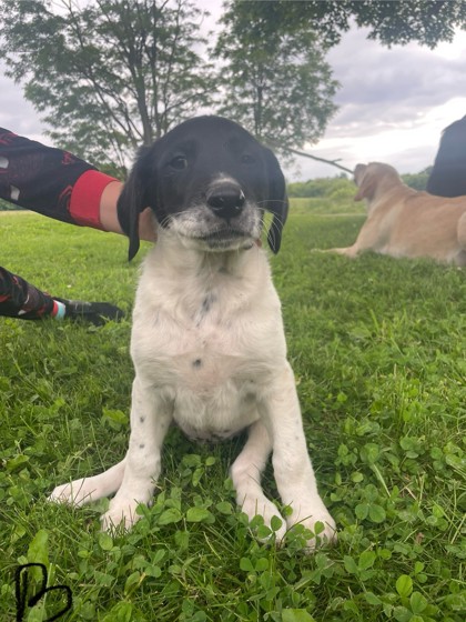 Dogs | Humane Society of Kitchener Waterloo & Stratford Perth