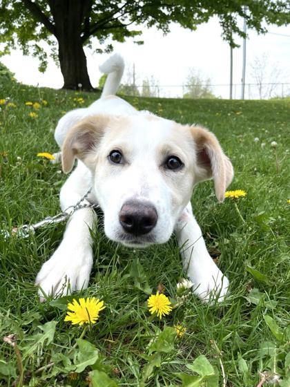 Dogs | Humane Society of Kitchener Waterloo & Stratford Perth