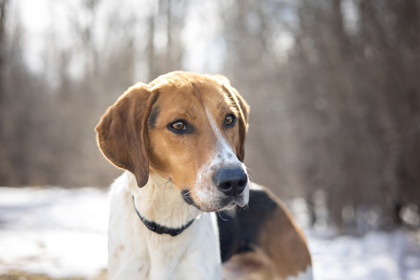 Dogs | Humane Society of Kitchener Waterloo & Stratford Perth