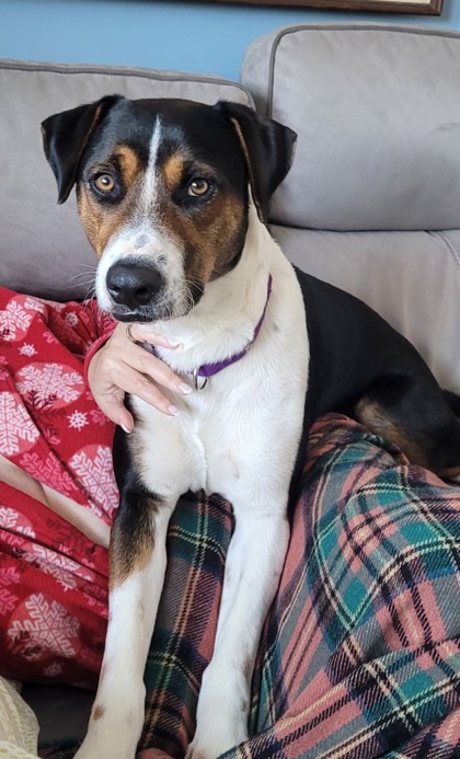 Kitchener Humane Society Dogs | Besto Blog