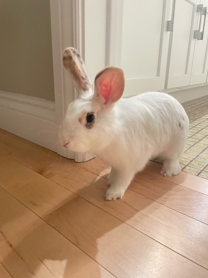 Small Animal - The Humane Society