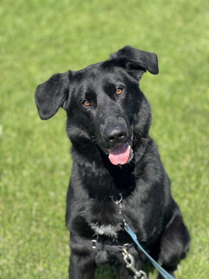 Dogs | Humane Society of Kitchener Waterloo & Stratford Perth