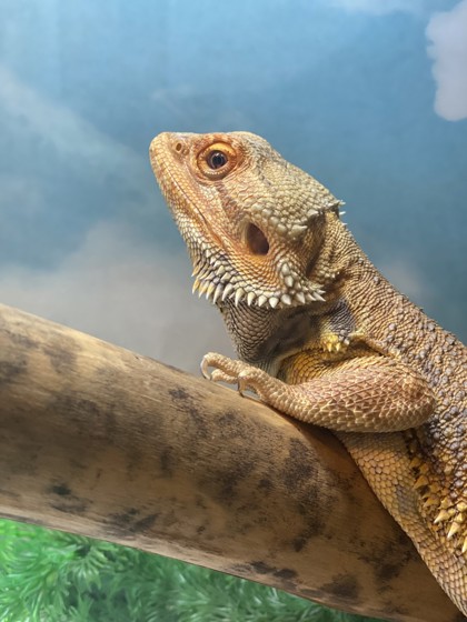 Reptiles | Humane Society of Kitchener Waterloo & Stratford Perth