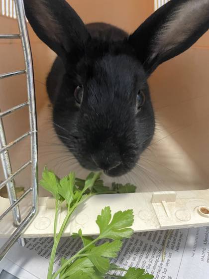 Small Animals | Humane Society of Kitchener Waterloo & Stratford Perth