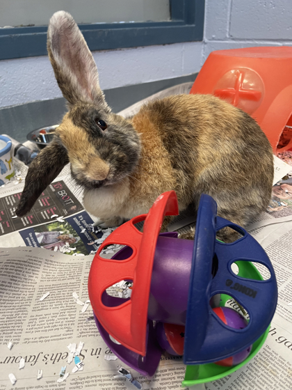 Small Animals - The Humane Society